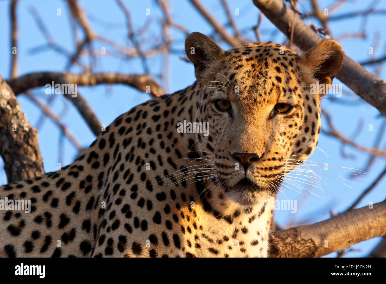 animal, africa, predator, cat, big cat, feline predator, leopard ...