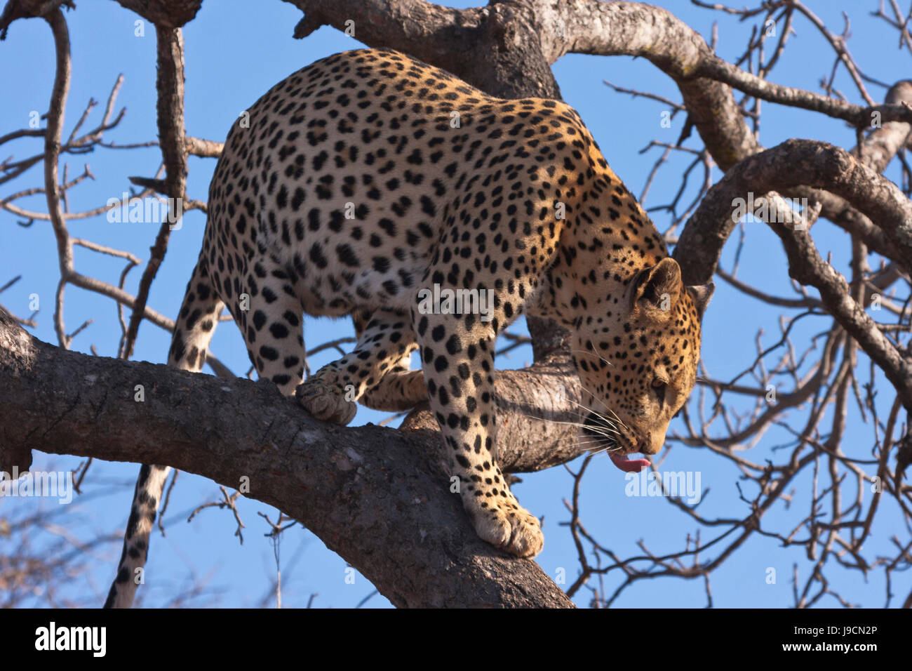 animal, africa, predator, cat, big cat, feline predator, leopard ...
