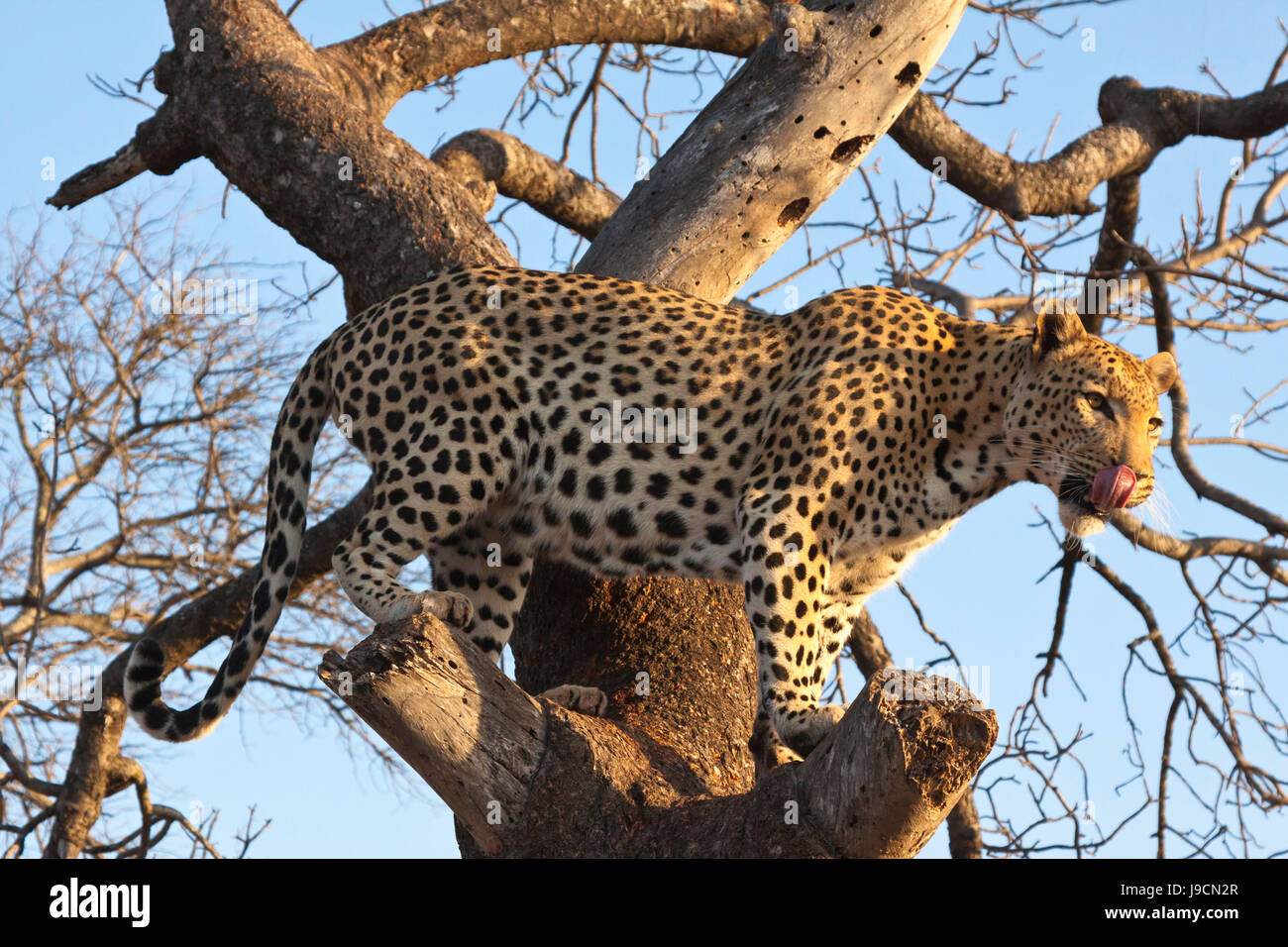 animal, africa, predator, cat, big cat, feline predator, leopard ...