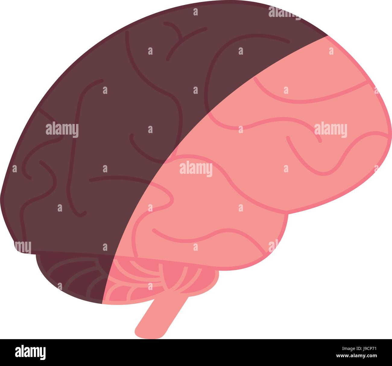 brain cartoon illustration shadow Stock Vector Image & Art - Alamy