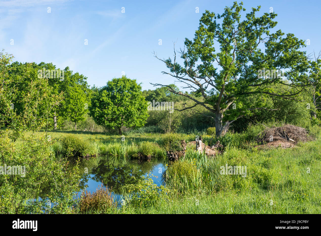 Kent Countryside landscape and pond Stock Photo - Alamy