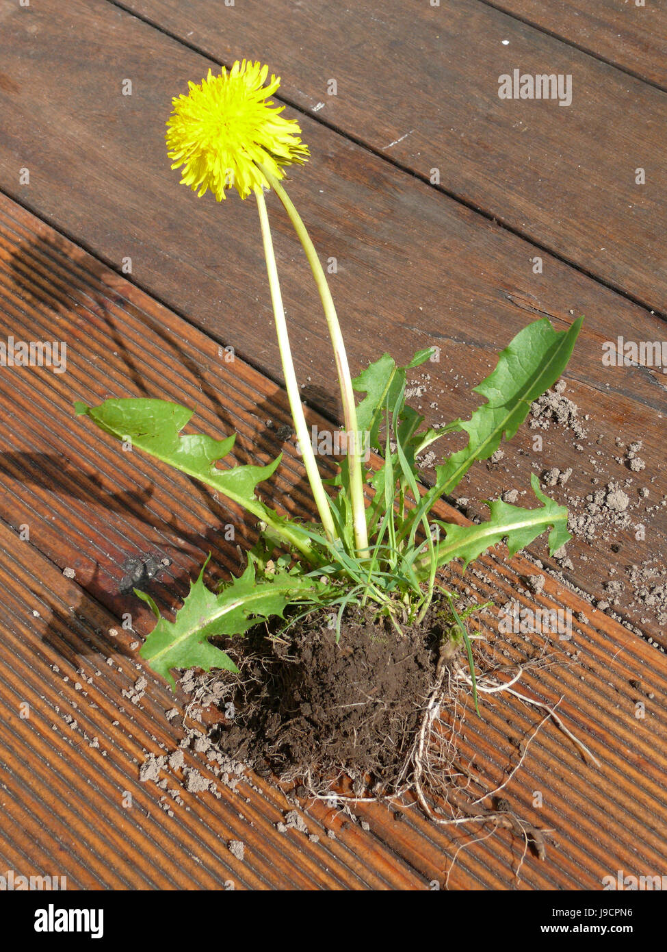 root, dandelion, compositae, medicinal plant, taproot, macro, close-up ...