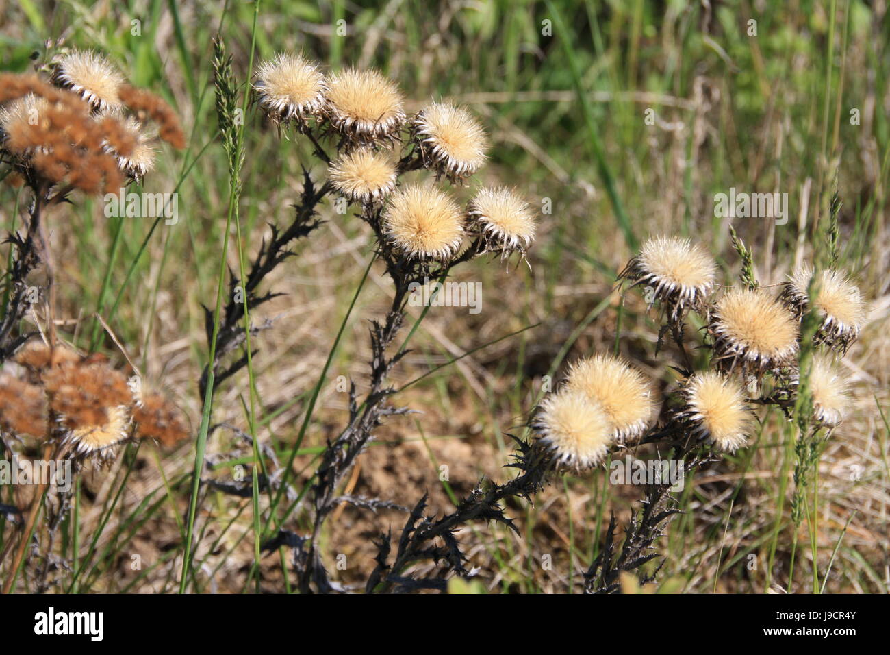 flower, plant, bloom, blossom, flourish, flourishing, thistle, withers ...
