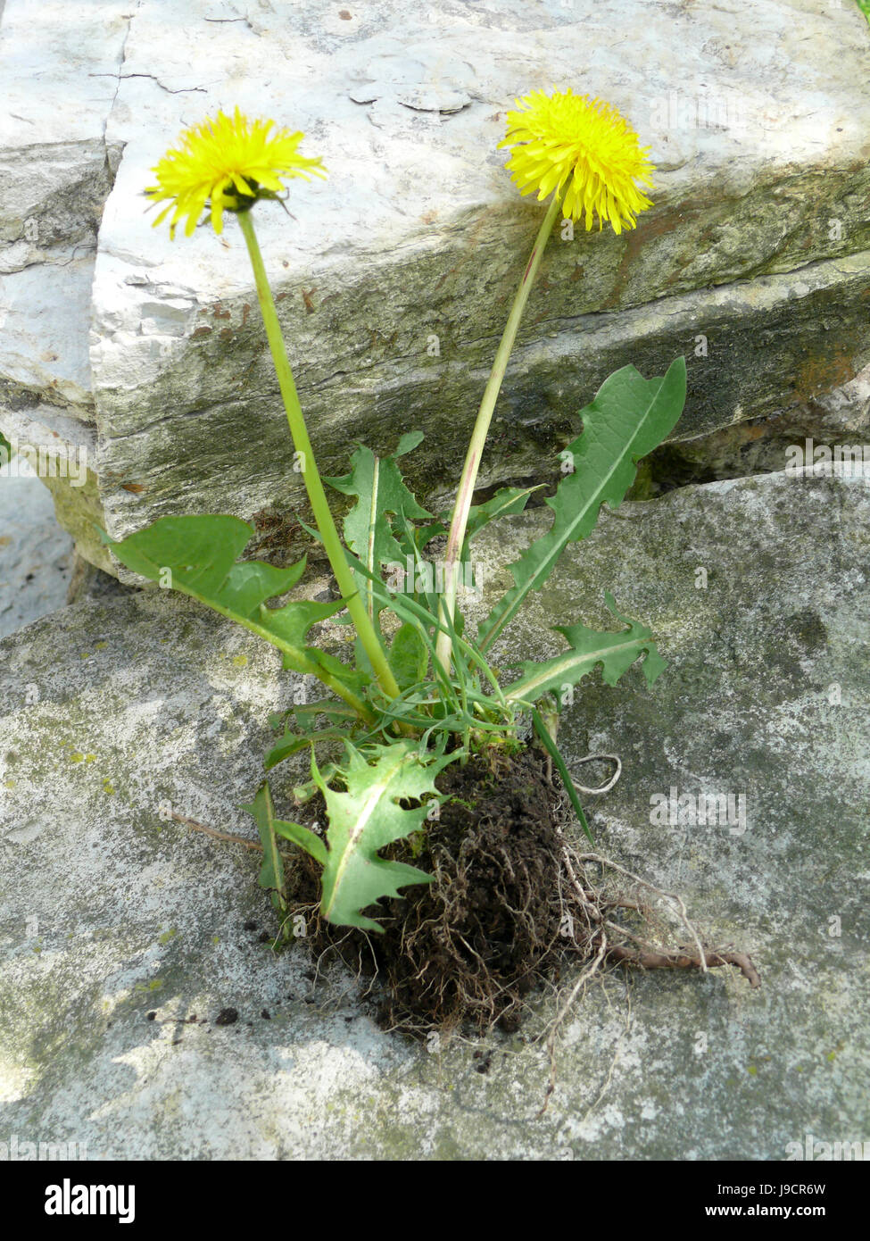 Root taproot hi-res stock photography and images - Alamy