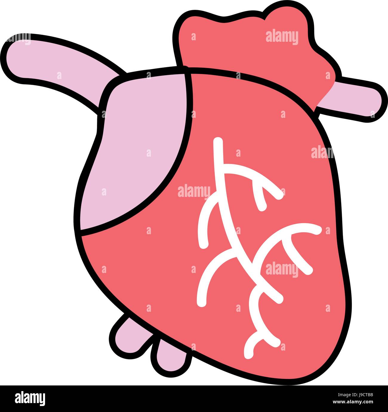 heart organ with blood circulation for the veins Stock Vector Image ...