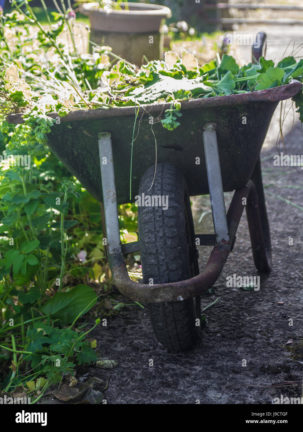 wheelbarrow full of weeds Stock Photo - Alamy