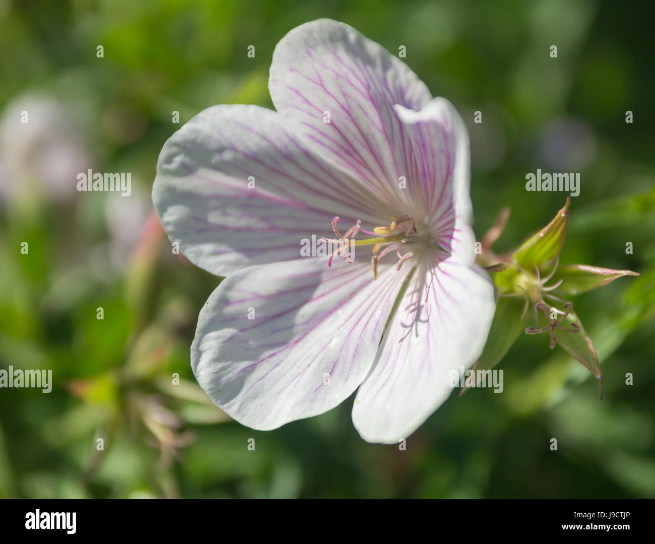 White geranium flower with purple veins Stock Photo - Alamy