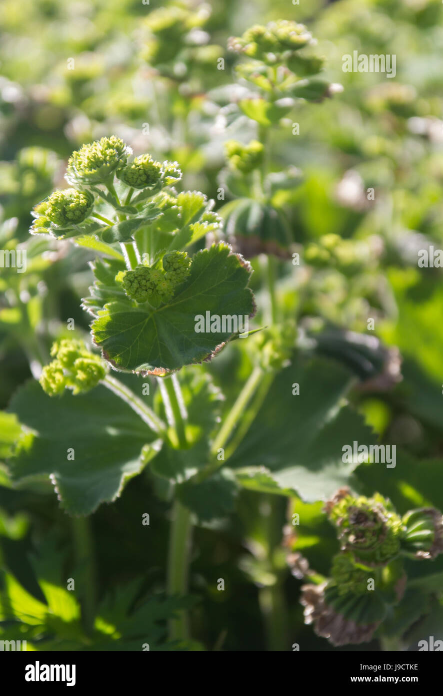 Alchemilla mollis plant in bud Stock Photo - Alamy