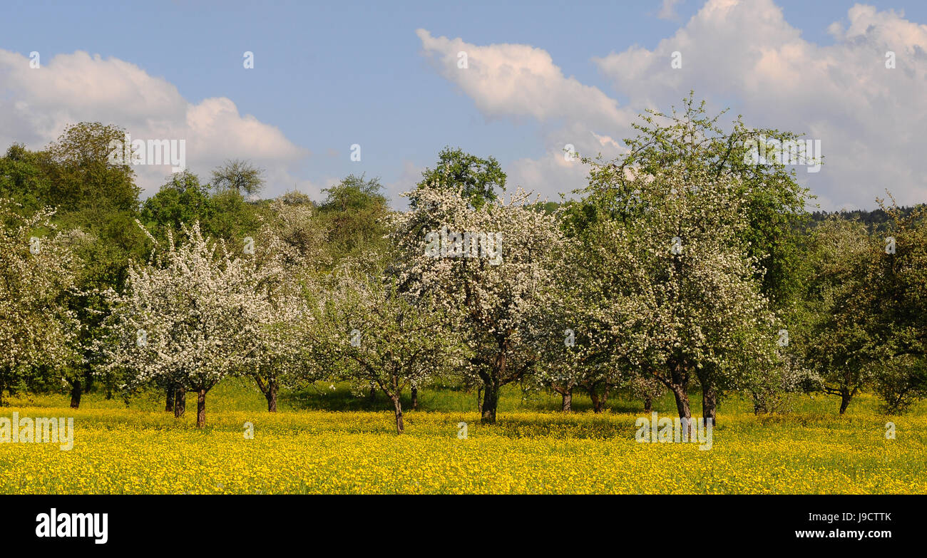 tree, trees, bloom, blossom, flourish, flourishing, fruit, fruit-tree ...