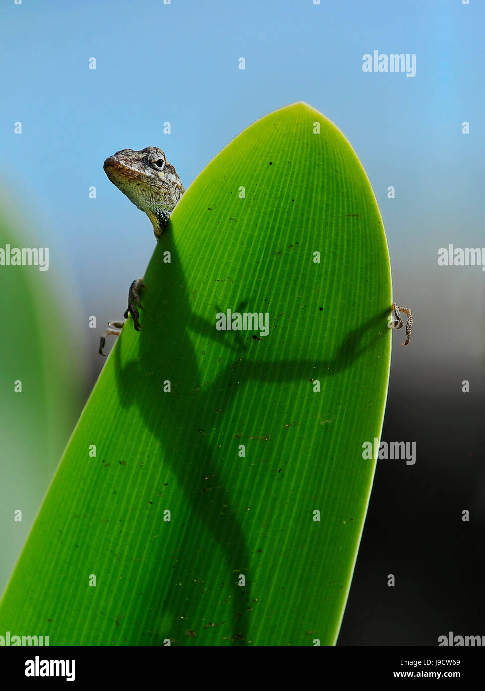 reptile, curious, nosey, nosy, lizard, caribbean, shaddow, shadow ...