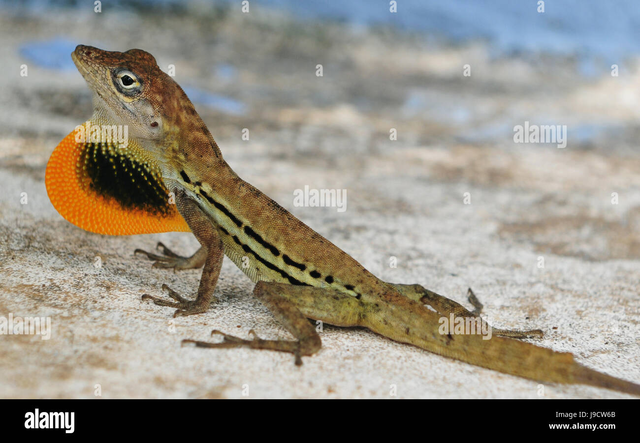 reptile, curious, nosey, nosy, lizard, caribbean, shaddow, shadow ...