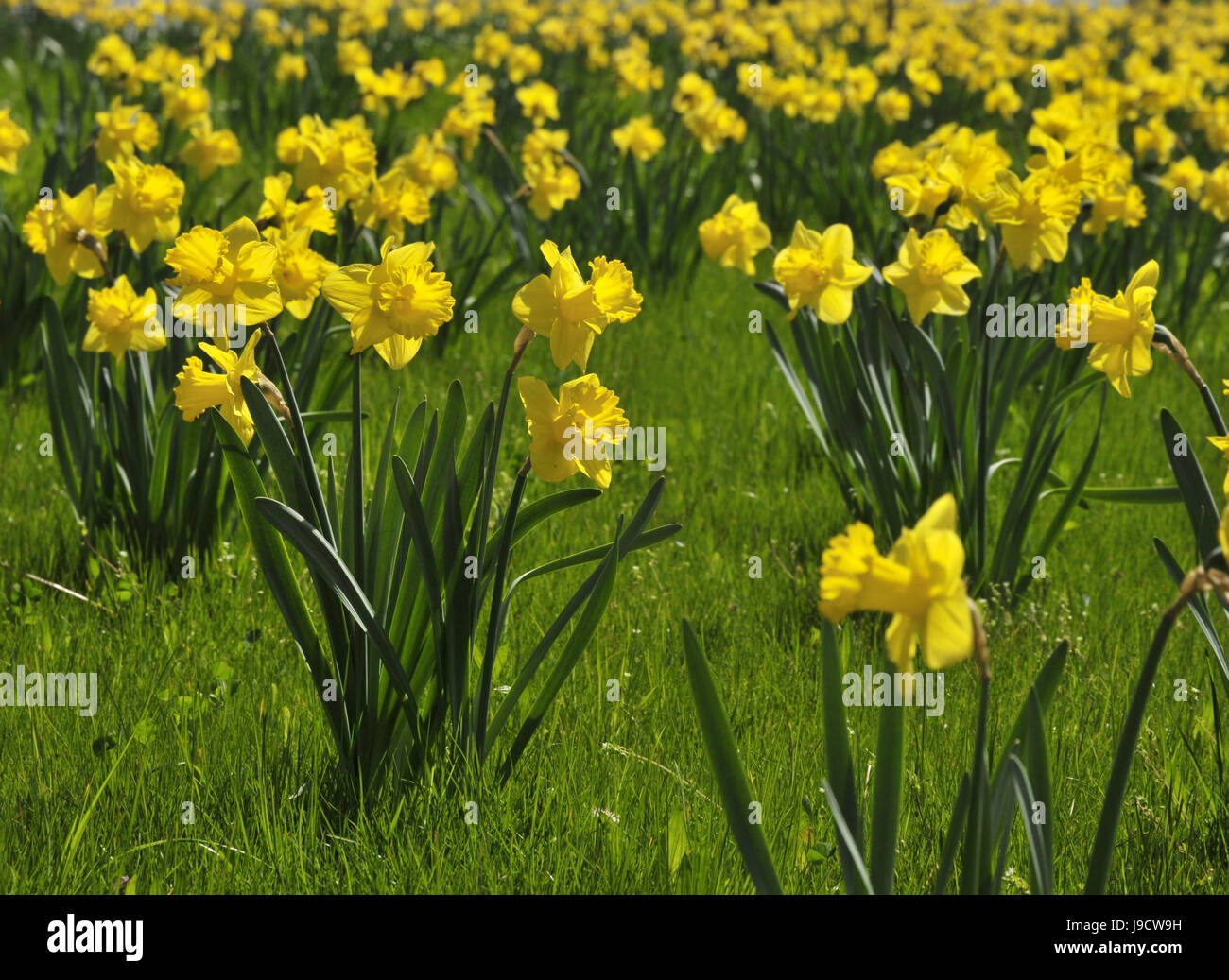green, spring, daffodils, meadow, yellow, park, garden, flower, plant ...