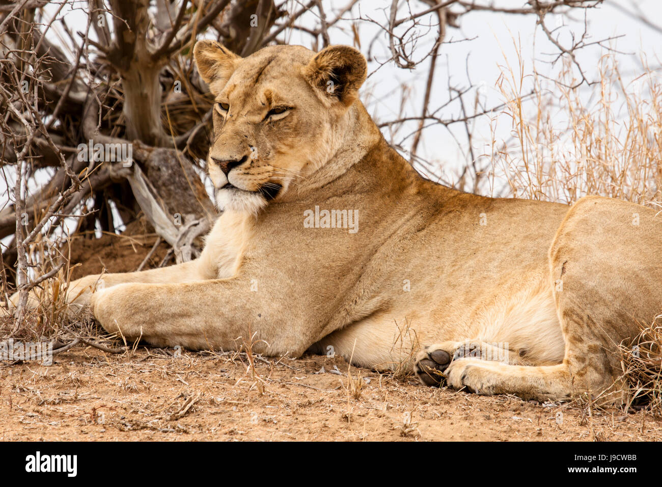 animal, africa, lie, lying, lies, horizontal, predator, lioness, animal ...