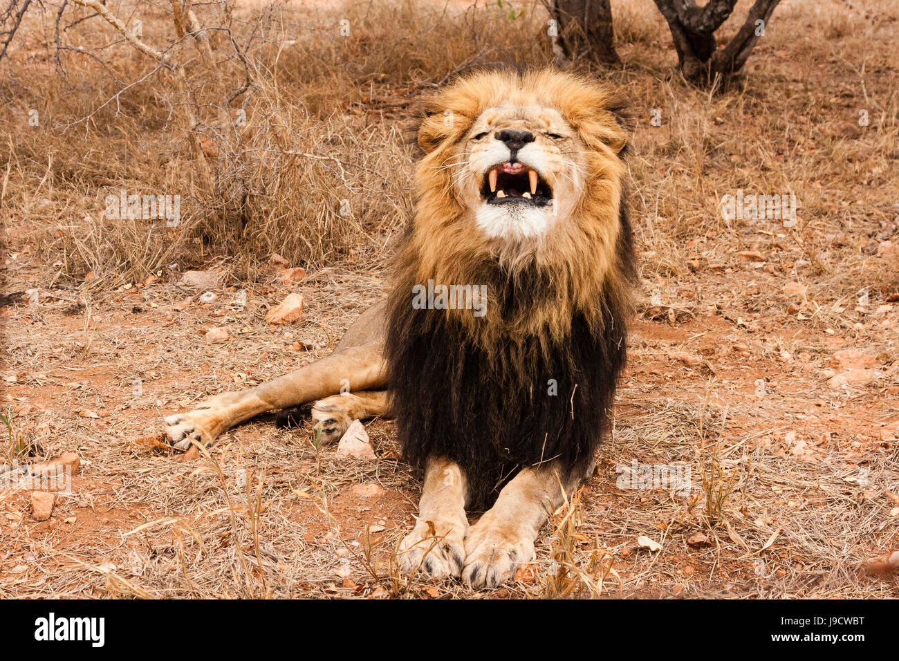 animal, africa, lion, cat, big cat, feline predator, horizontal ...