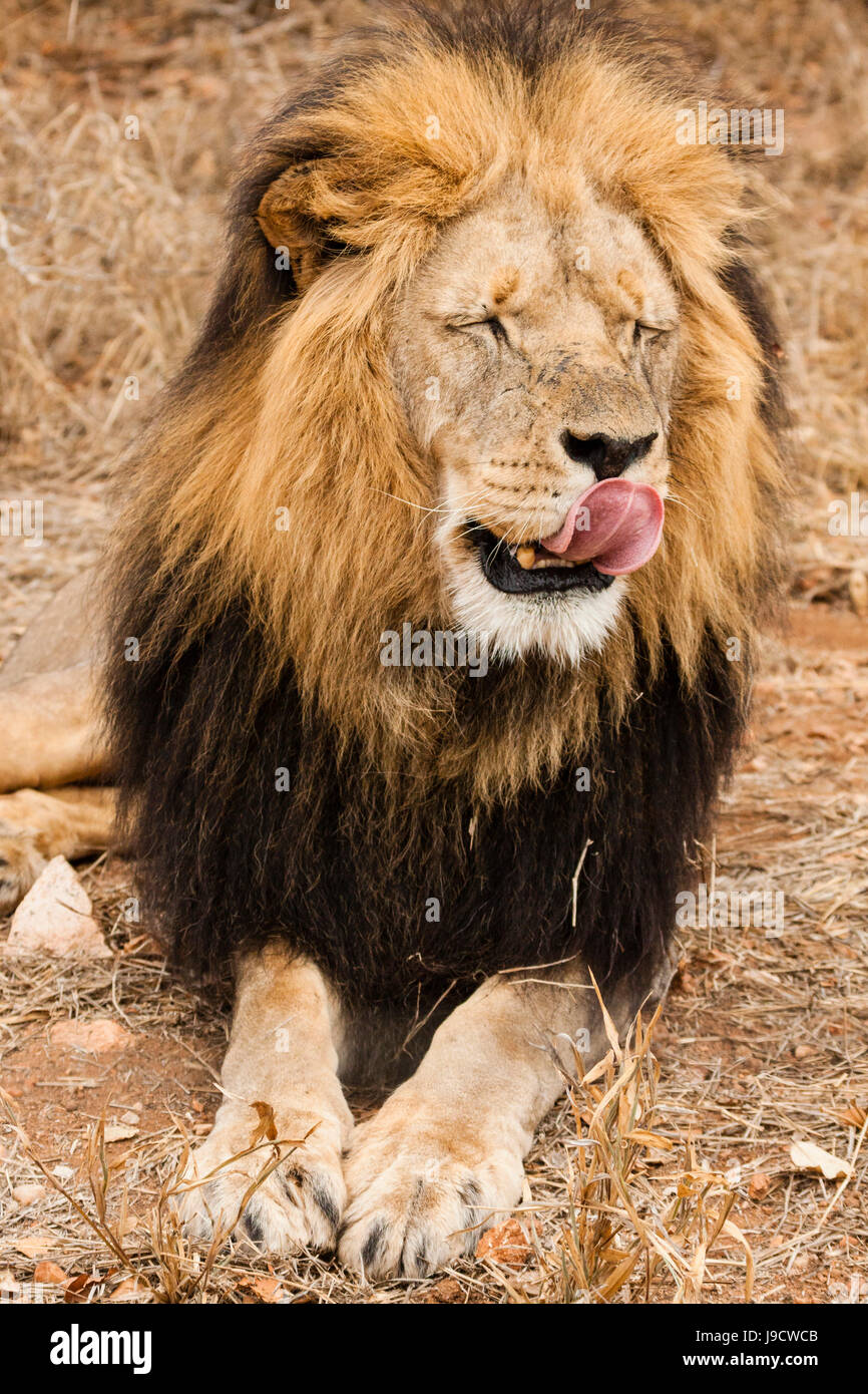 animal, africa, lion, cat, big cat, feline predator, predator, vertical ...