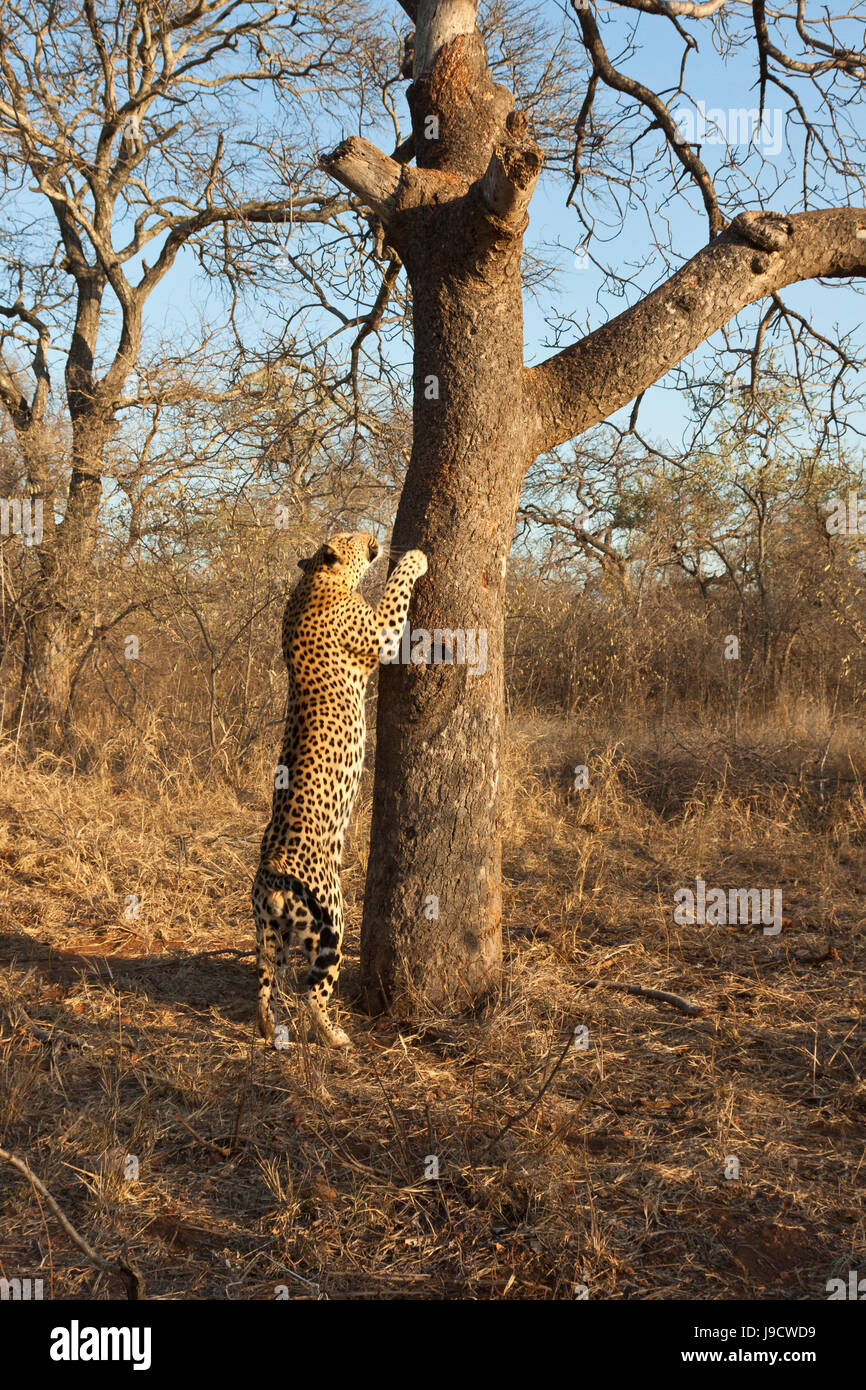 Leopard climbing up a tree hi-res stock photography and images - Alamy