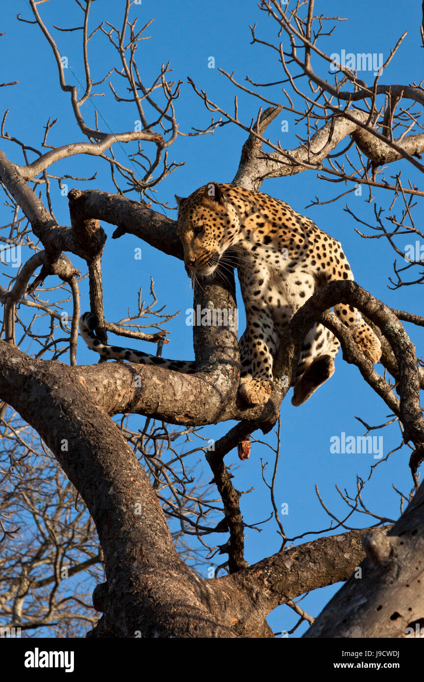 leopard (panthera pardus) climbing around in trees Stock Photo - Alamy