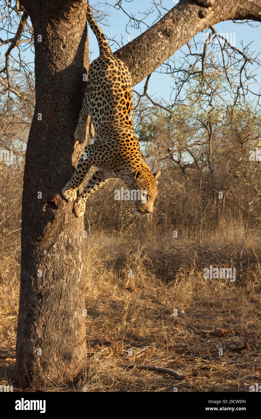 leopard (panthera pardus) jumping down from a tree Stock Photo - Alamy