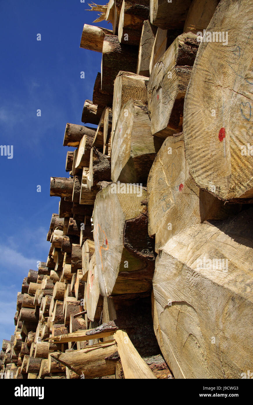 Waldwipfelweg hi-res stock photography and images - Alamy