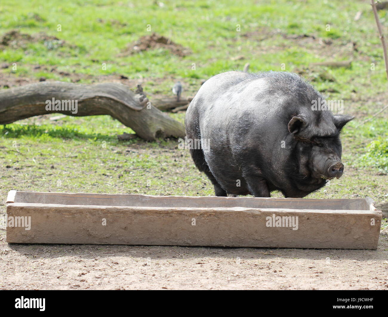 fodder, hunger, zoo, hungry, to gorge, engulf, devour, ravenous, farm ...