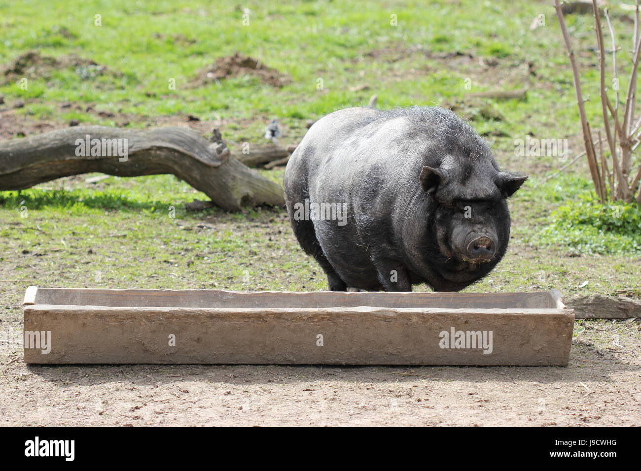 fodder, hunger, zoo, hungry, to gorge, engulf, devour, ravenous, farm ...