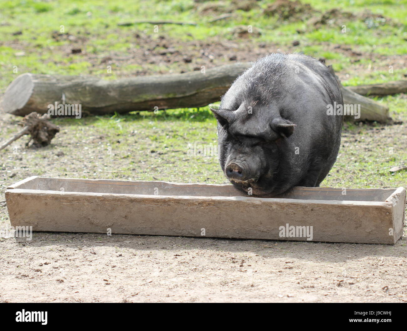 fodder, hunger, zoo, hungry, to gorge, engulf, devour, ravenous, farm ...