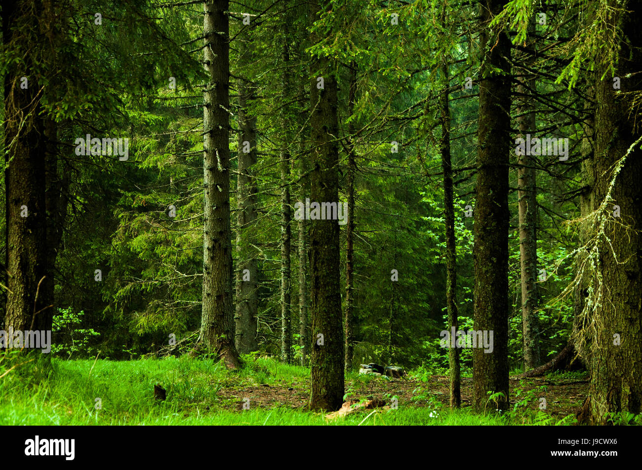 Mr. Forest Green Stock Photo - Alamy