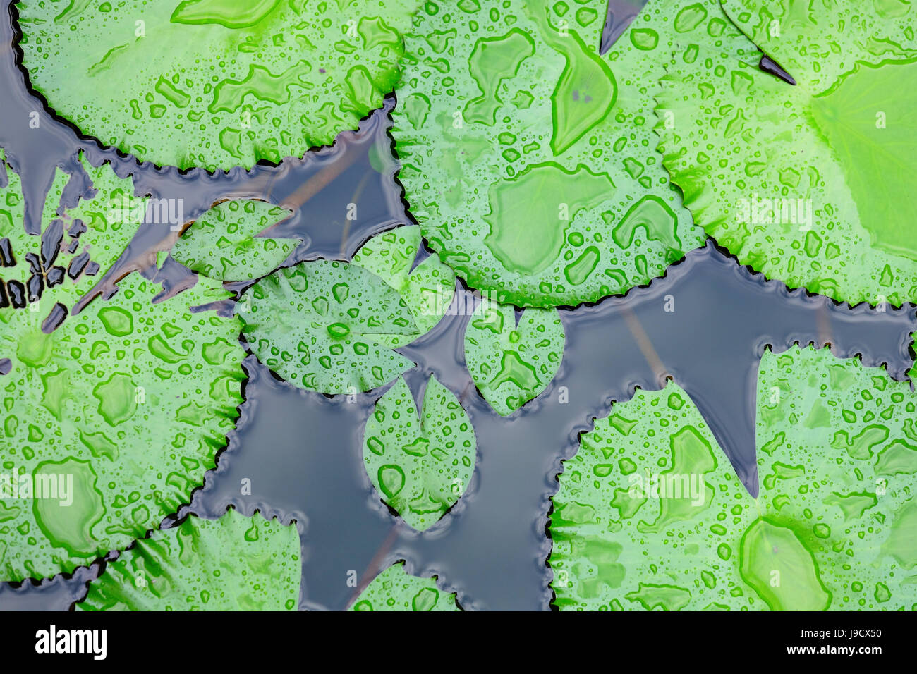 giant, leaves, surface, lotus, ornamental, floating, plants, round ...