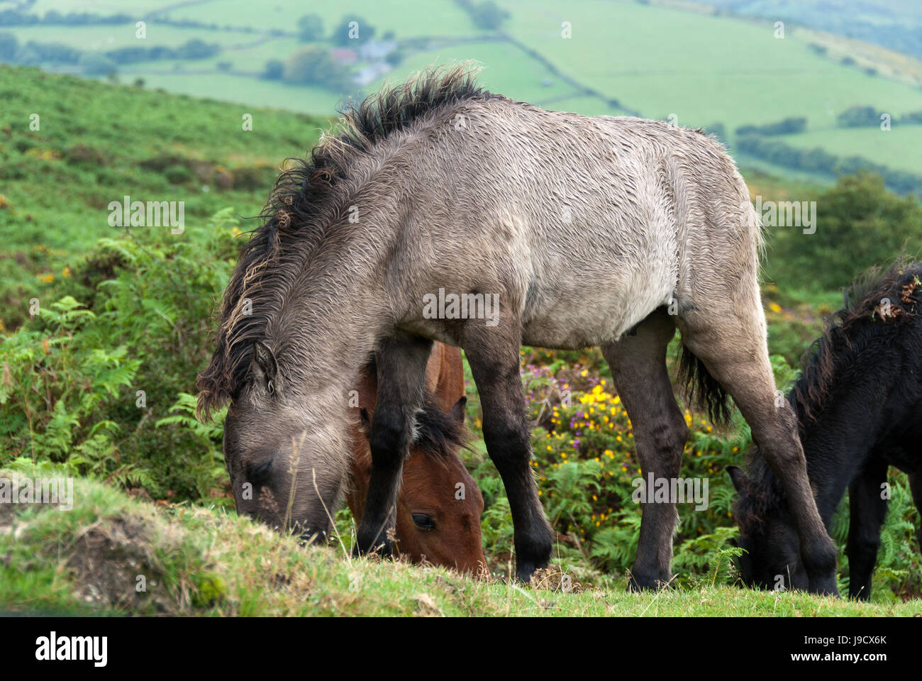 environment, enviroment, horse, animal, summer, summerly, meadow, grass ...