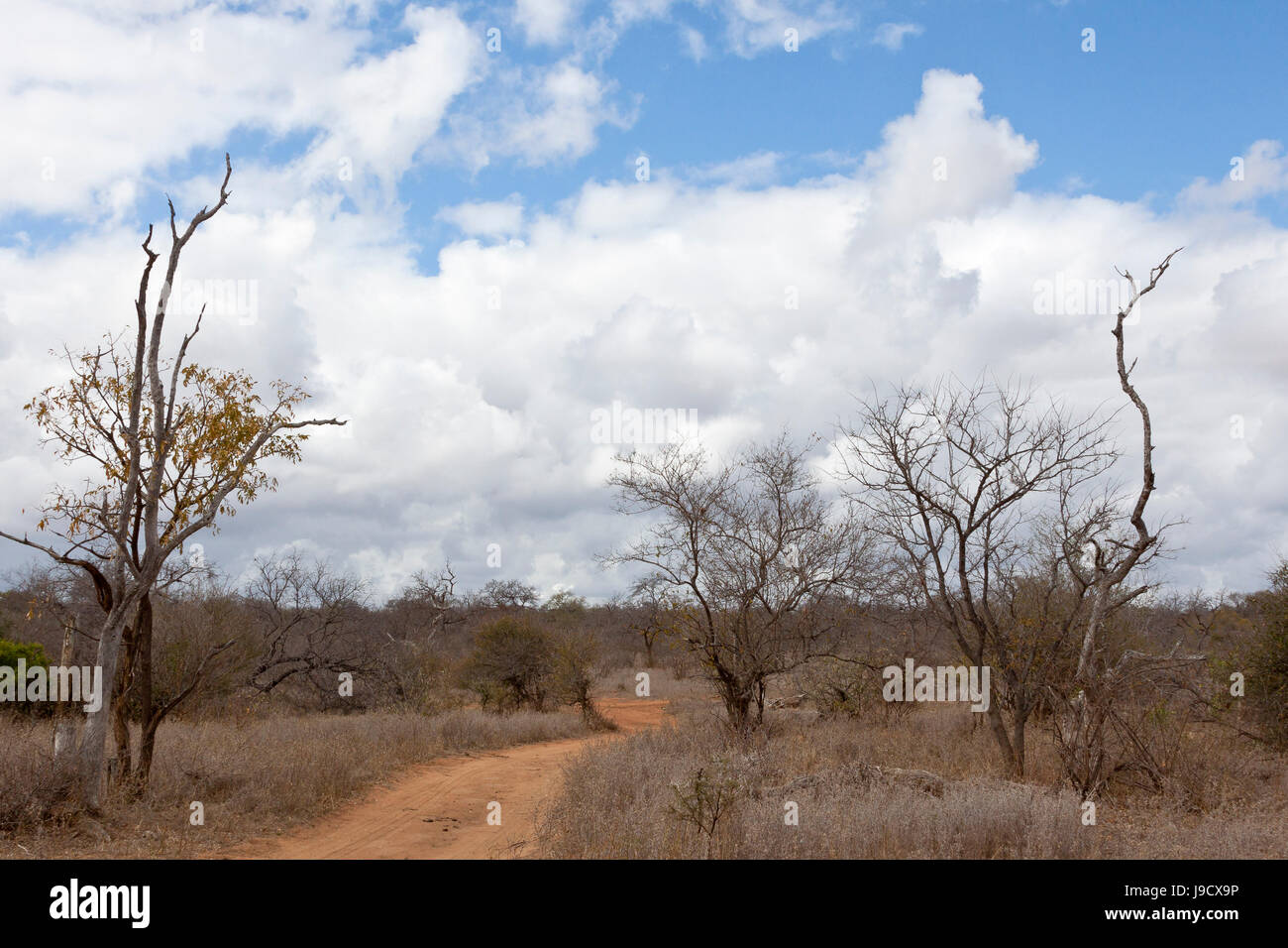 tree, trees, africa, dust, flora, botany, width, horizontal, dryness ...
