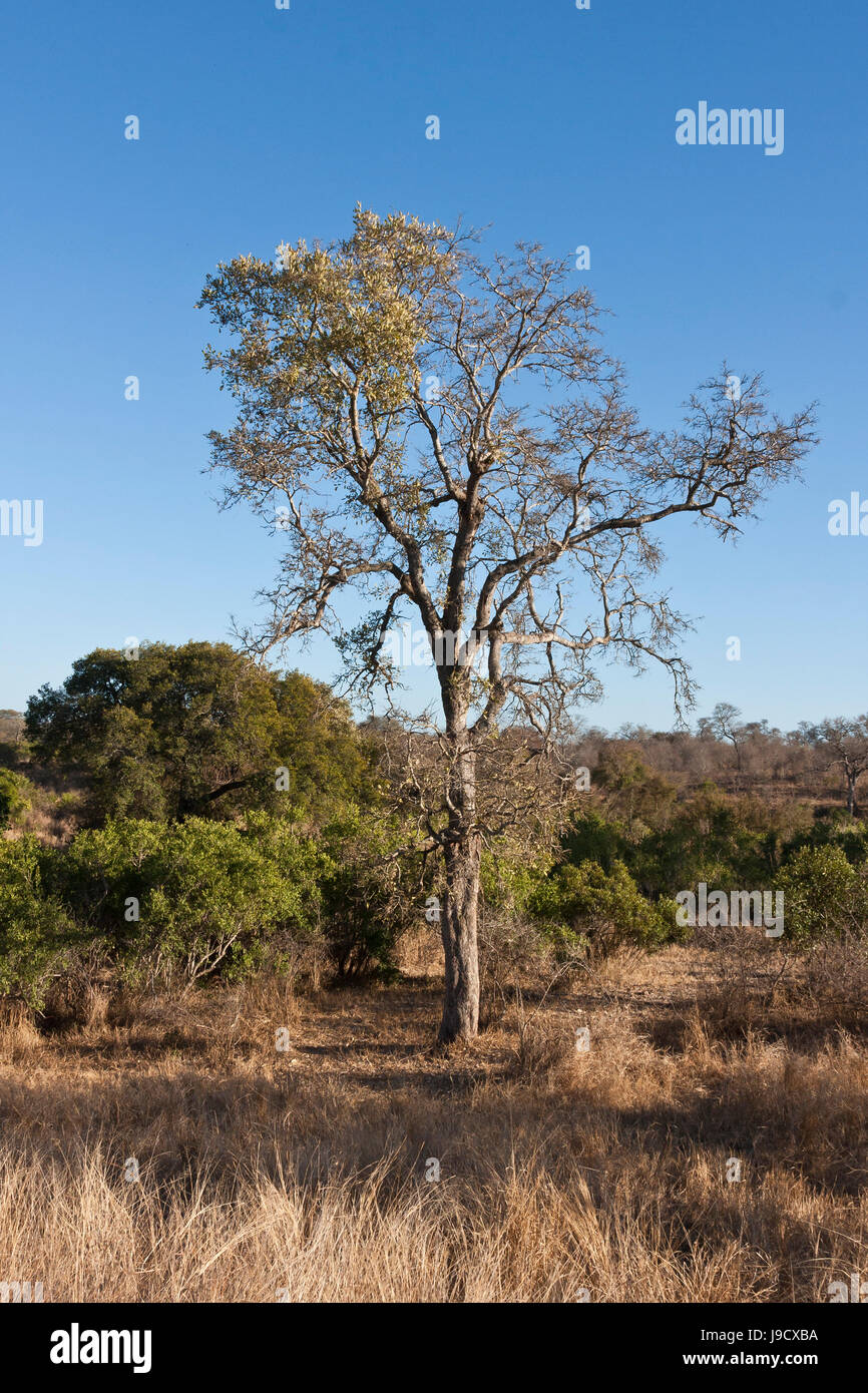 tree, africa, bush, south africa, scenery, countryside, nature, tree ...