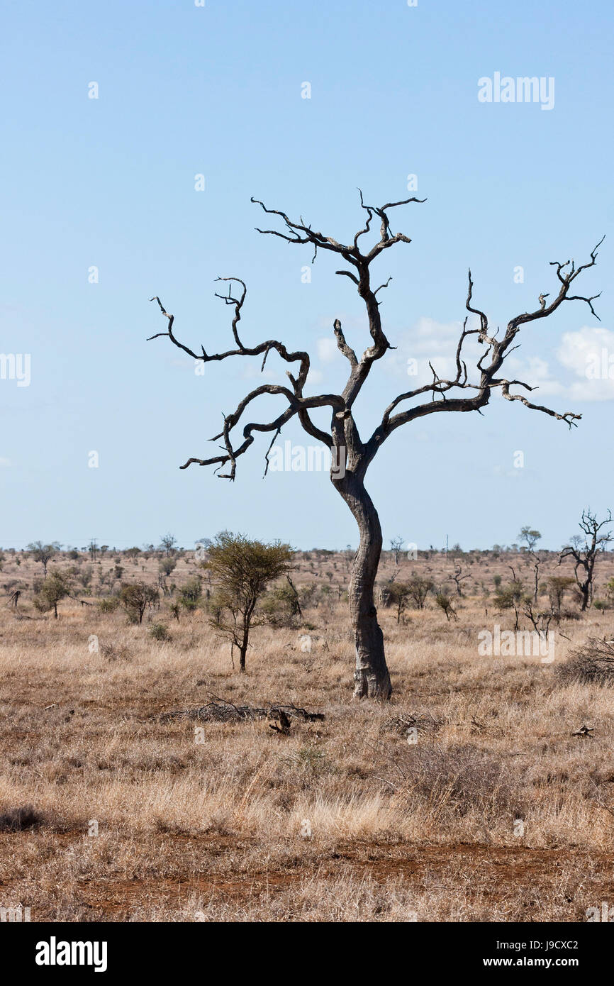 tree, africa, bush, south africa, scenery, countryside, nature, tree ...