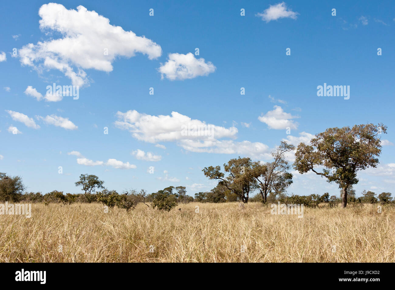 horizontal, tree, trees, africa, dust, flora, botany, bushes ...