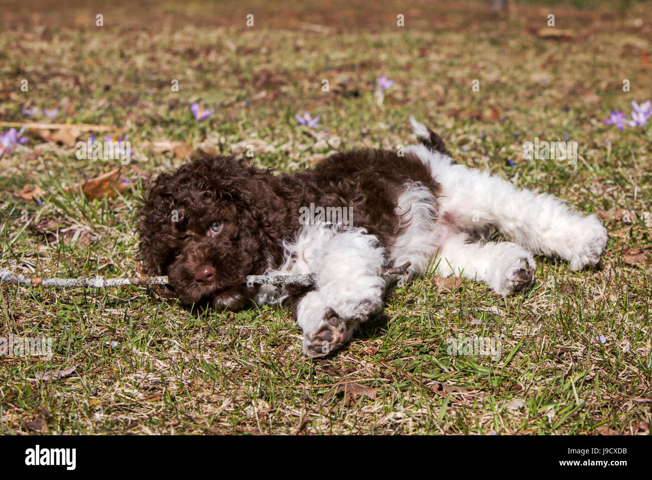 Cute furry brown and white puppy Cockapoo Stock Photo - Alamy