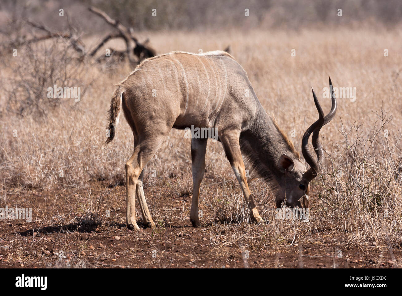 step, tier, single, animal, wild, africa, horizontal, wildlife, south ...
