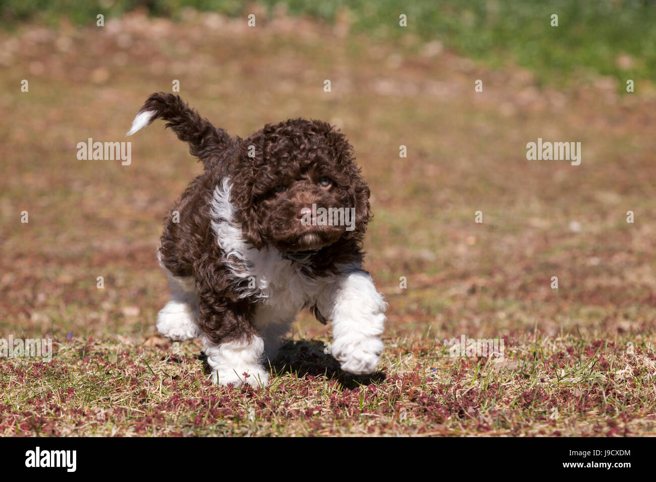 Cute furry brown and white puppy Cockapoo Stock Photo - Alamy