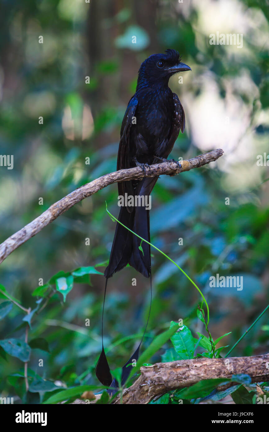 Racket tailed drongo hi-res stock photography and images - Alamy