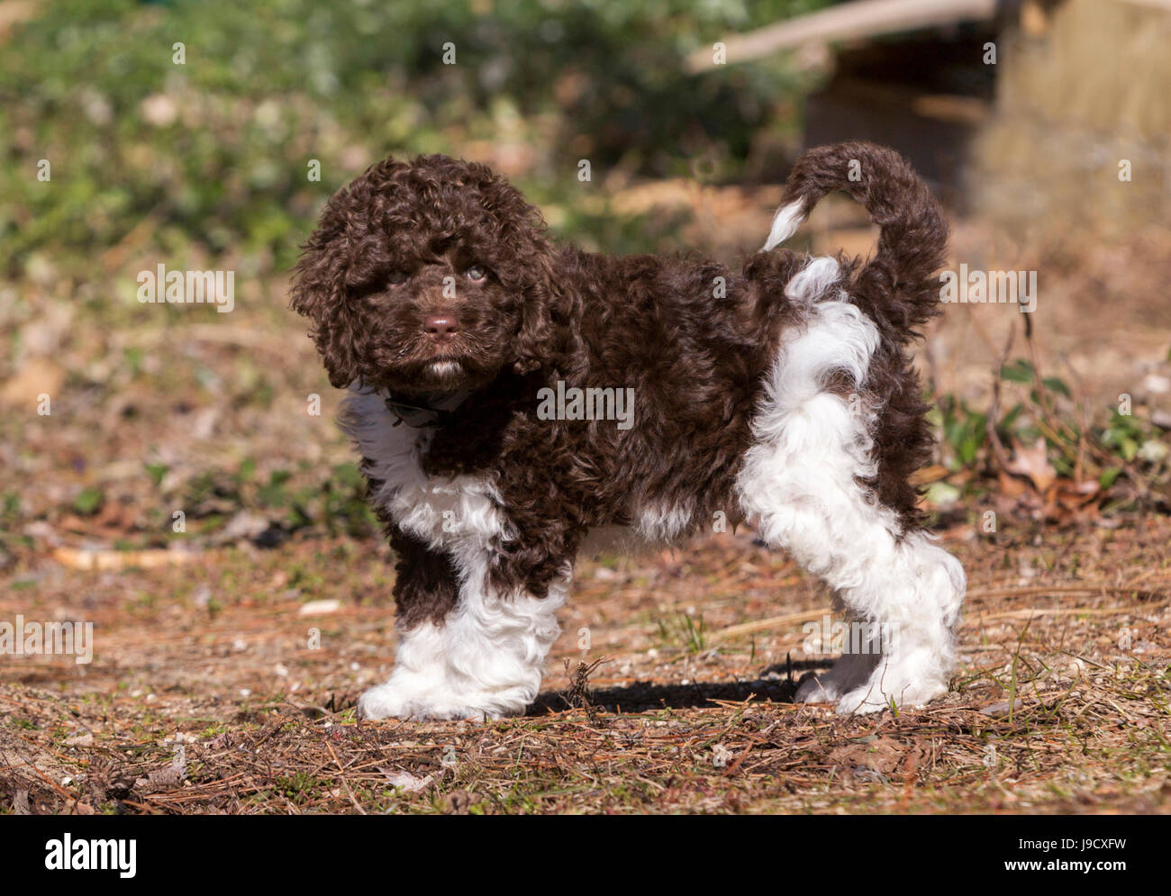 Cockapoo side view hi-res stock photography and images - Alamy