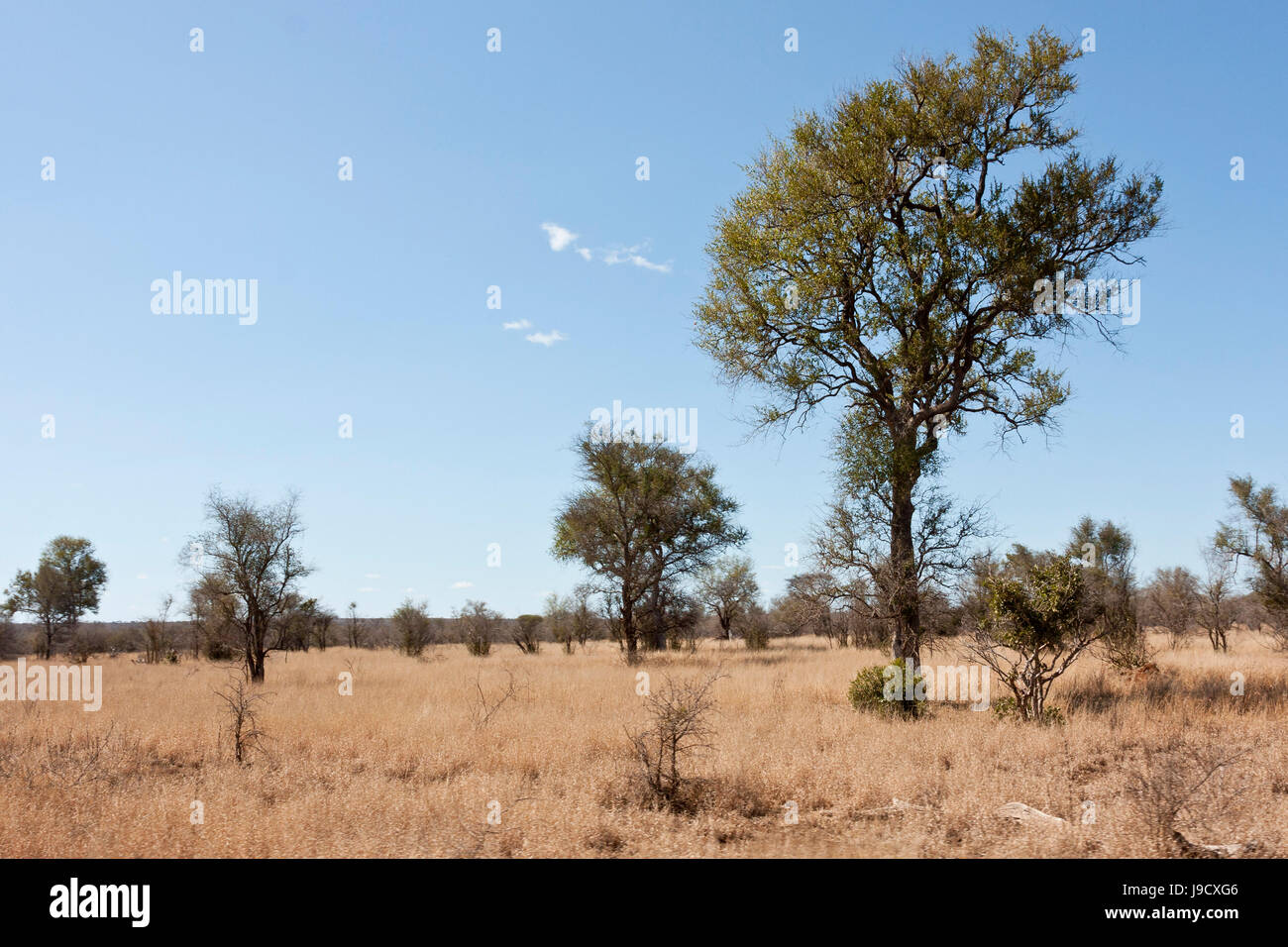 horizontal, tree, trees, africa, dust, flora, botany, bushes ...