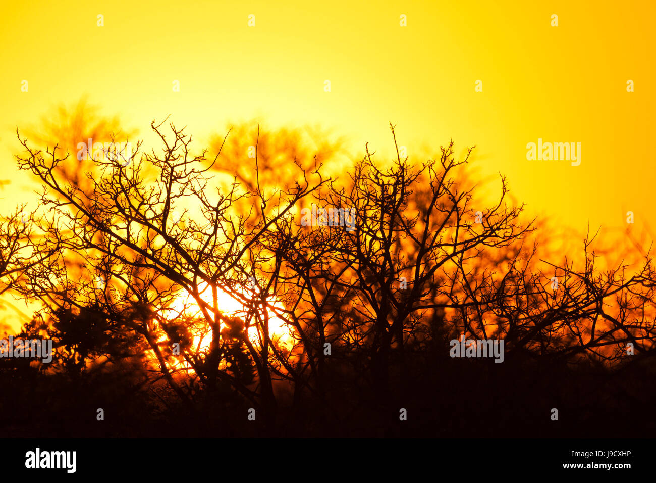 sunset, africa, dust, evening, horizontal, bush, south africa, African ...