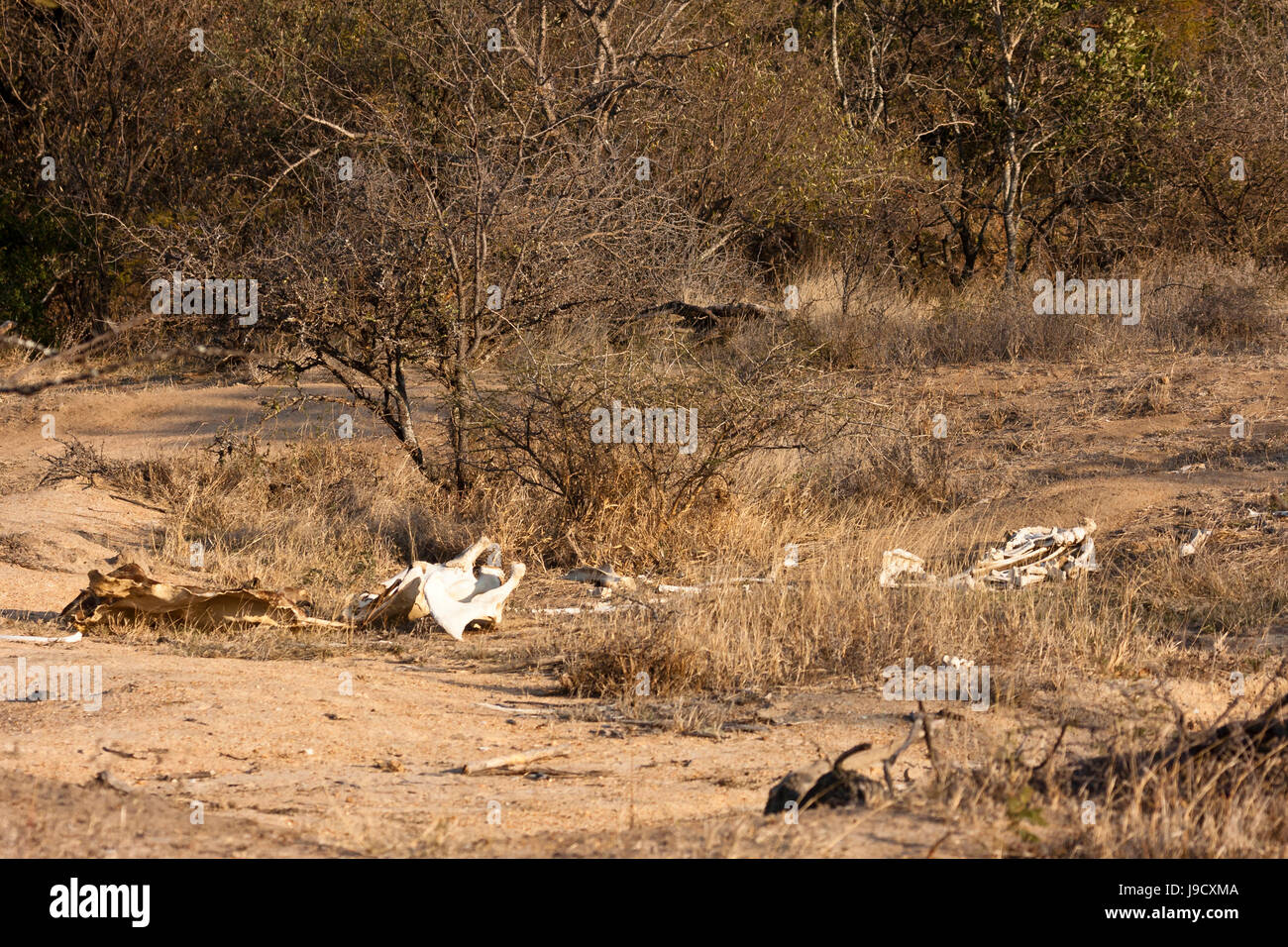 africa, bush, south africa, skeleton, perished, scenery, countryside ...