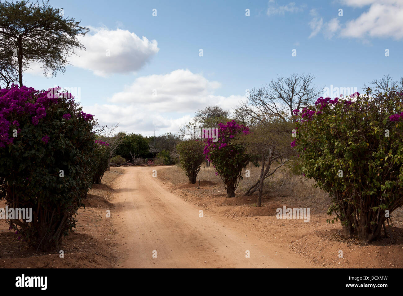 africa, south africa, path, way, scenery, countryside, nature, africa ...