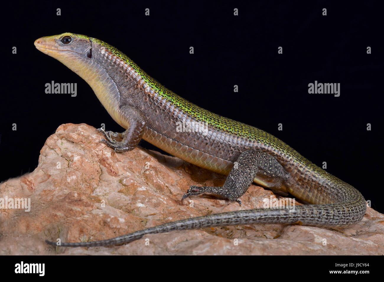 Green Madagascar girdled lizard, Zonosaurus haraldmeieri Stock Photo ...
