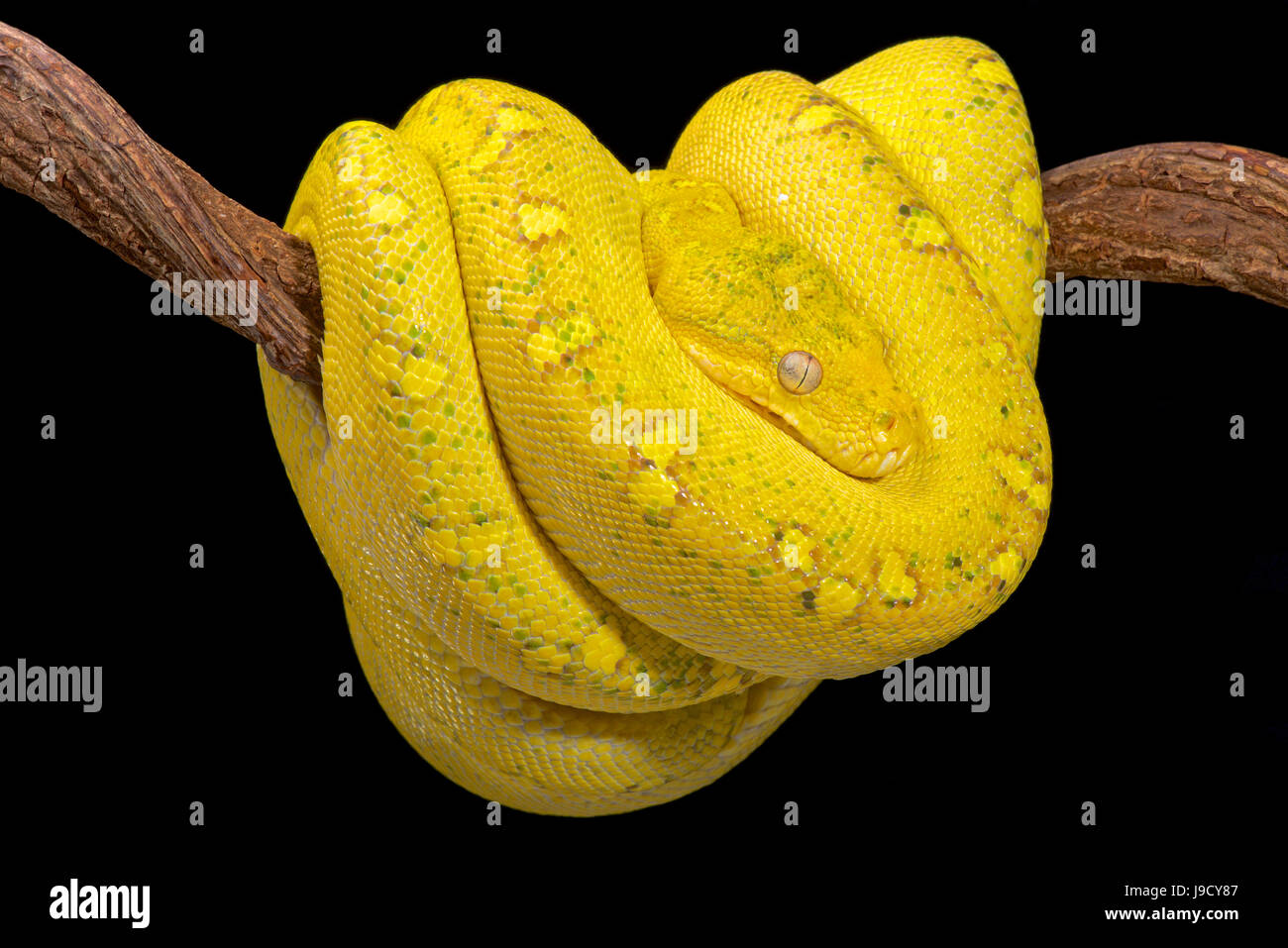 Green tree python, Morelia viridis Stock Photo - Alamy