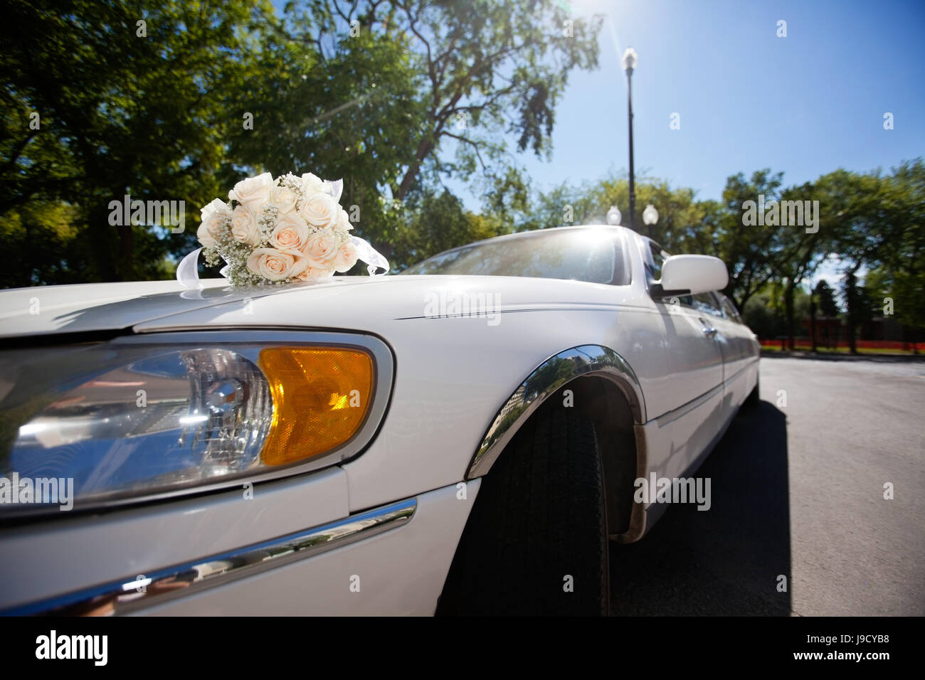 arrangement, beautiful, beauteously, nice, tree, trees, traffic Stock ...