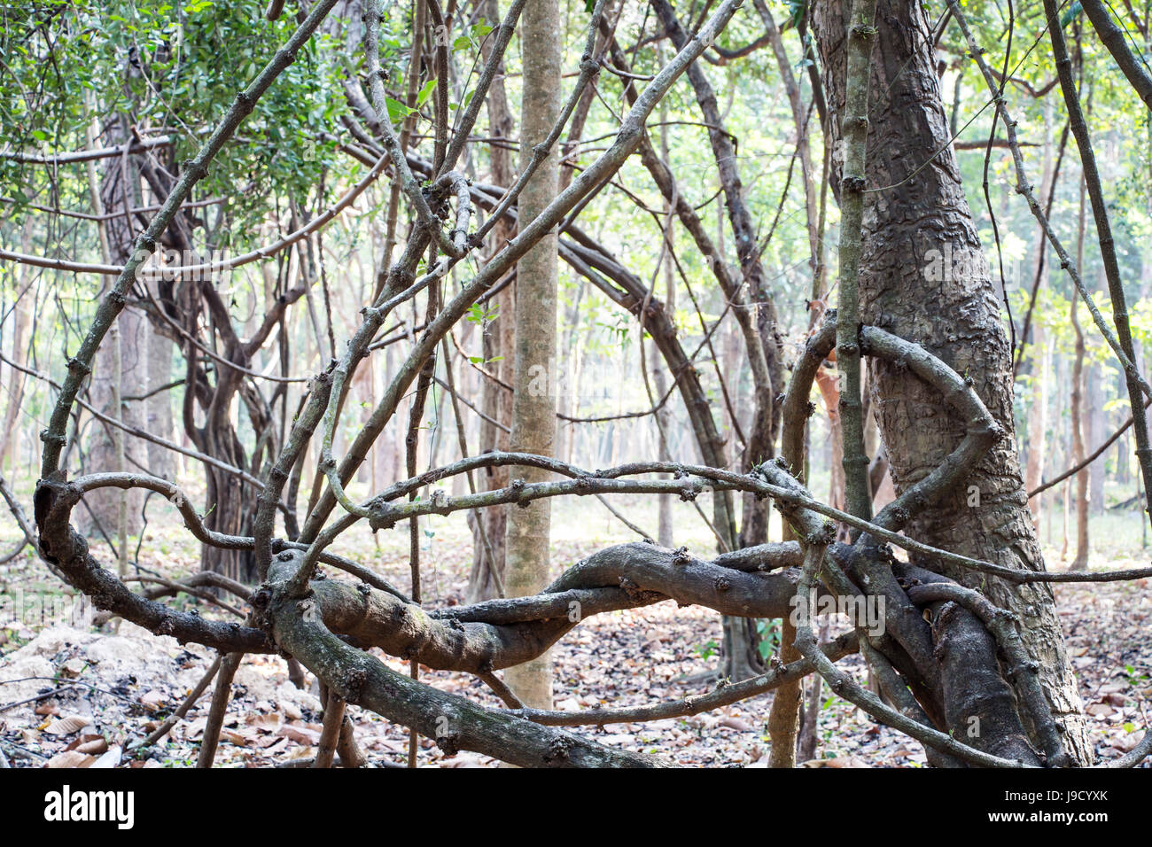 Vine in a forest Stock Photo - Alamy
