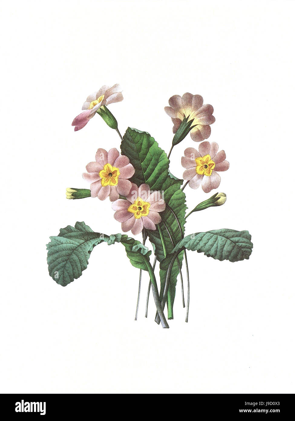 leaf, isolated, model, design, project, concept, plan, draft, garden ...