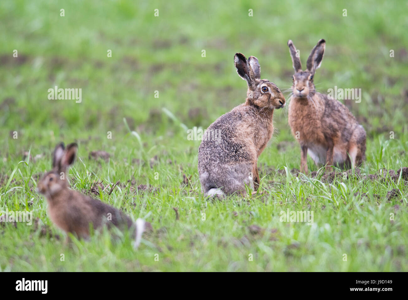 European hares (Lepus europaeus) in a meadow, Emsland, Lower Saxony ...
