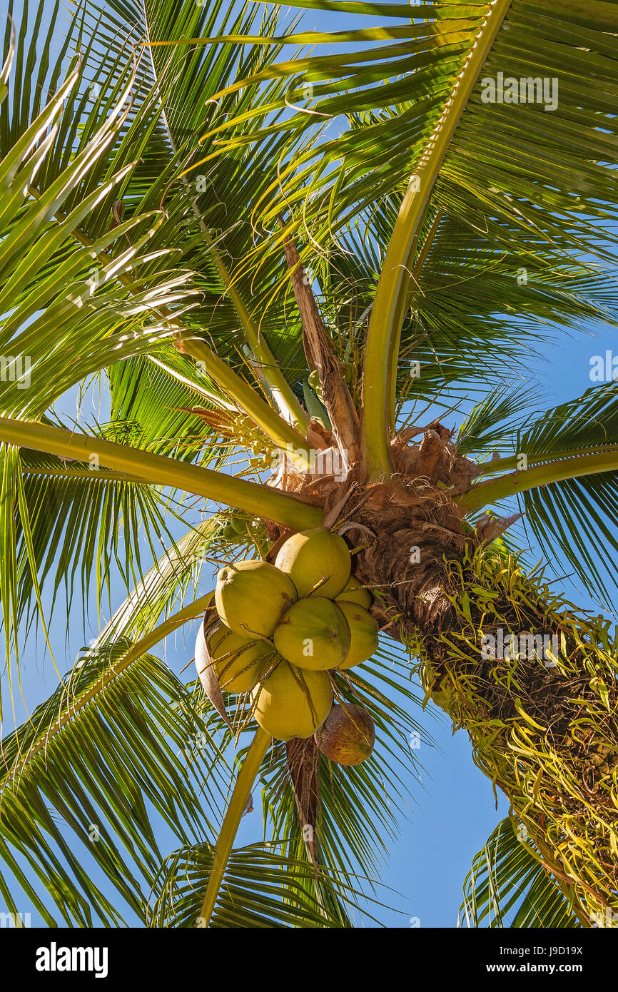 Cocos nucifera phuket hi-res stock photography and images - Alamy