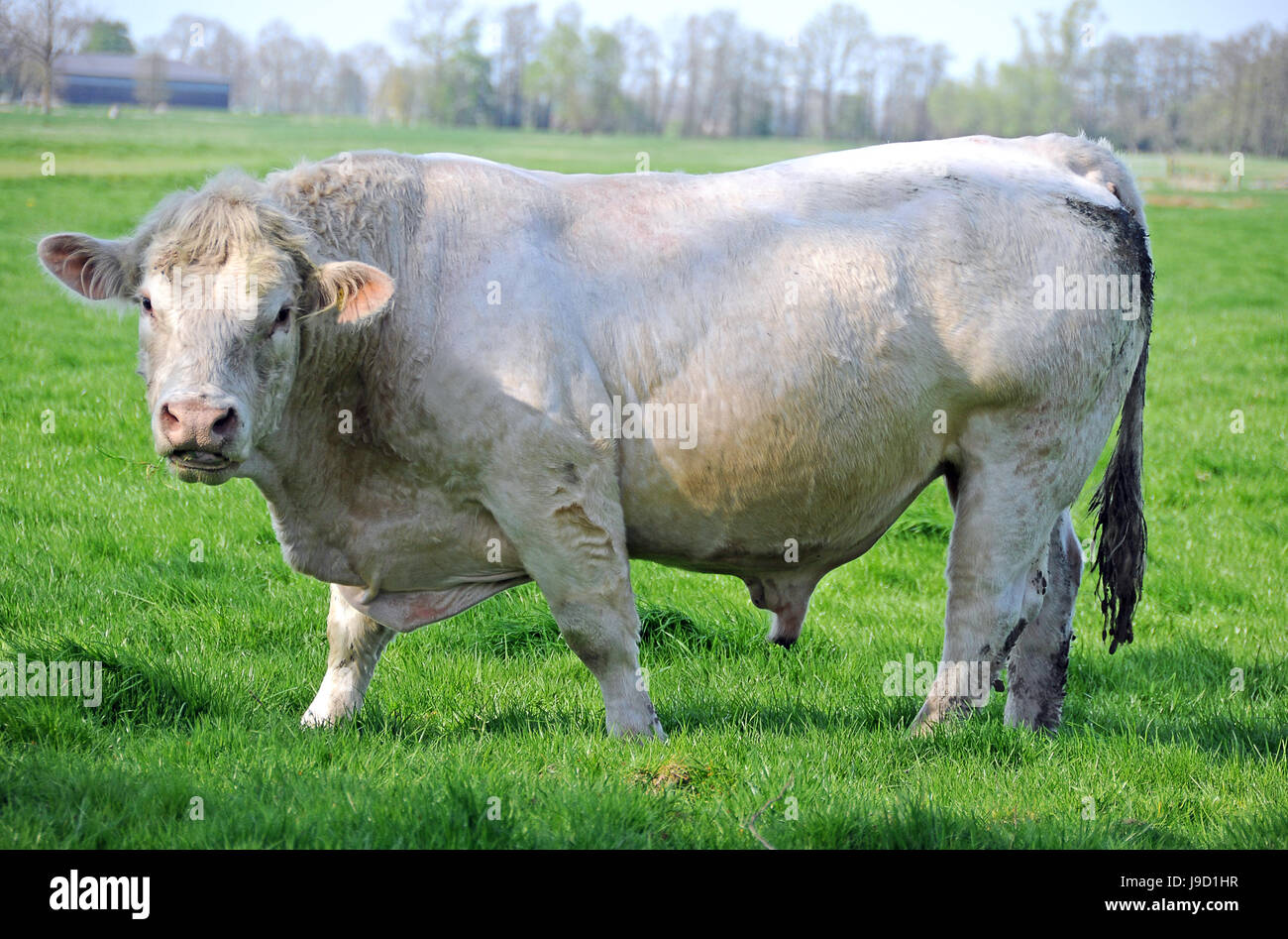 bull, bovine, cattle, breeding bull, male, masculine, bull, agriculture ...